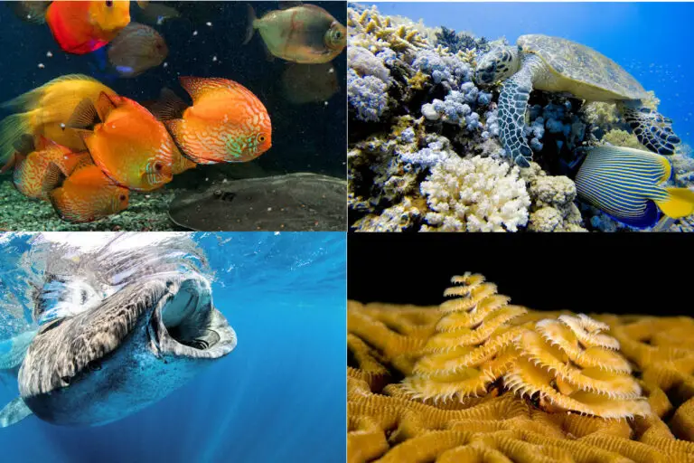 Animales De La Selva Tropical » Características, Alimentación, Hábitat ...