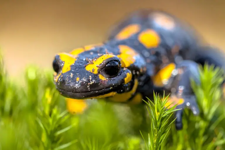 Salamandra Sin Pulmones » Características, Alimentación, Hábitat ...
