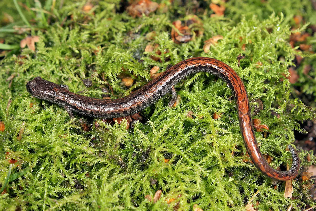 LOS 7 ANFIBIOS MÁS RAROS » Características, Reproducción Y Hábitat