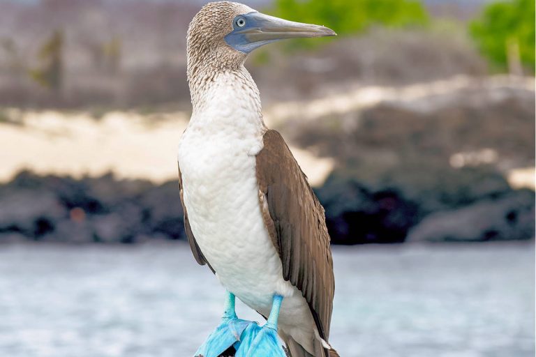 Alca Gigante » Características, Alimentación, Hábitat, Reproducción ...