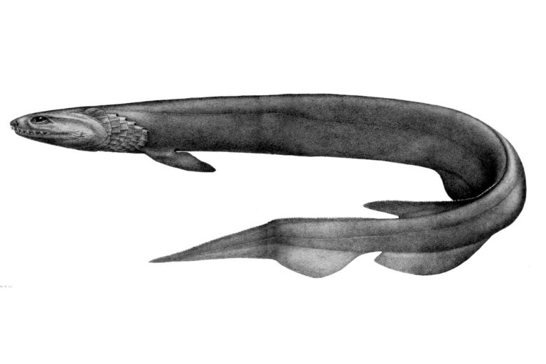 ANIMALES MARINOS MÁS RAROS » Curiosas Y Singulares Especies