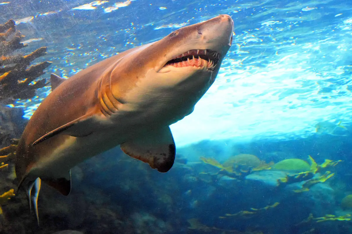 ANIMALES ACUÁTICOS » Significado, Clasificación Y Ejemplos