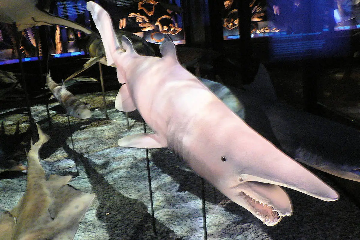 LOS 10 PECES MÁS RAROS » Hábitat, Características Y Curiosidades