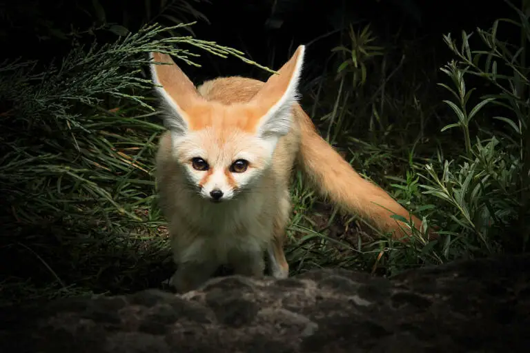 Mapache » Características, Alimentación, Hábitat, Reproducción ...