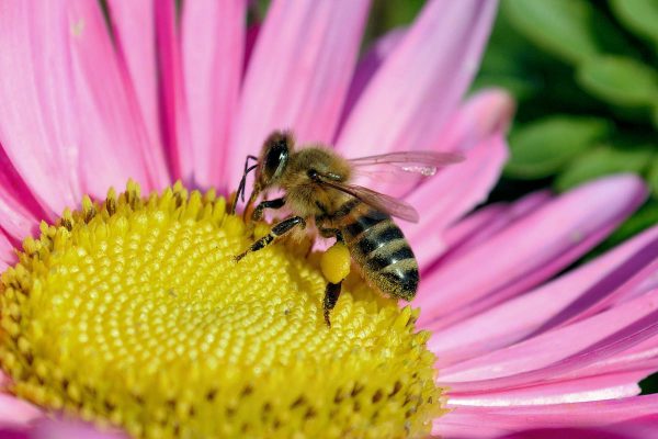 Insectos Del Bosque » Características, Alimentación, Hábitat ...