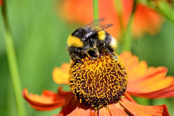 Insectos Del Bosque » Características, Alimentación, Hábitat ...