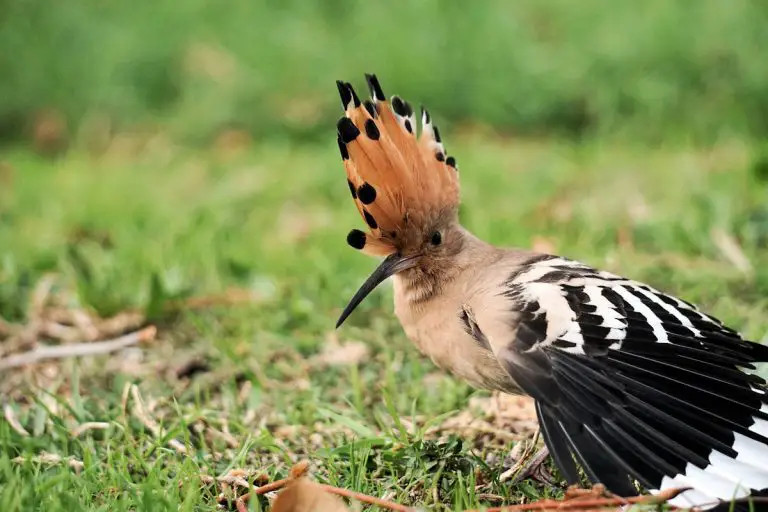 Aves Omnívoras » Características, Alimentación, Hábitat, Reproducción ...