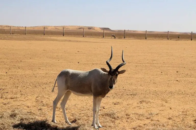 Adax » Características, Alimentación, Hábitat, Reproducción, Depredadores