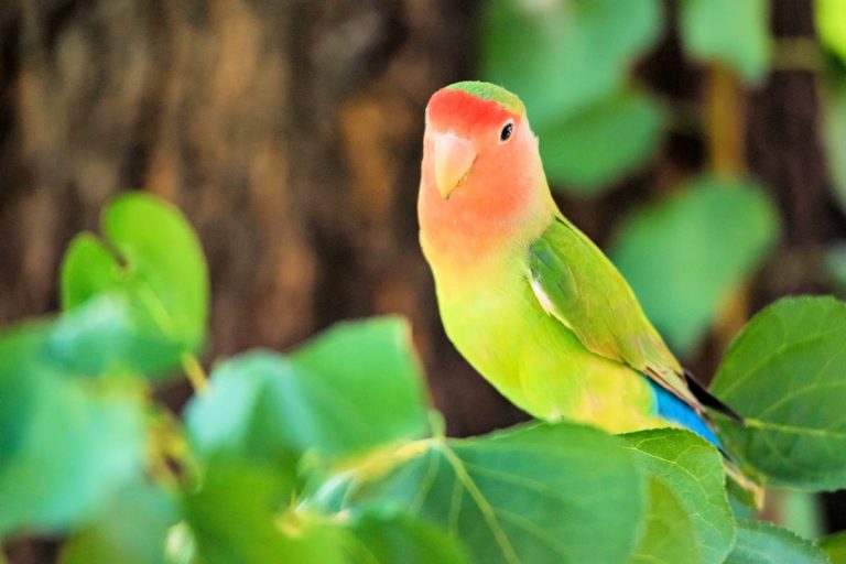 Aves Omnívoras » Características, Alimentación, Hábitat, Reproducción ...