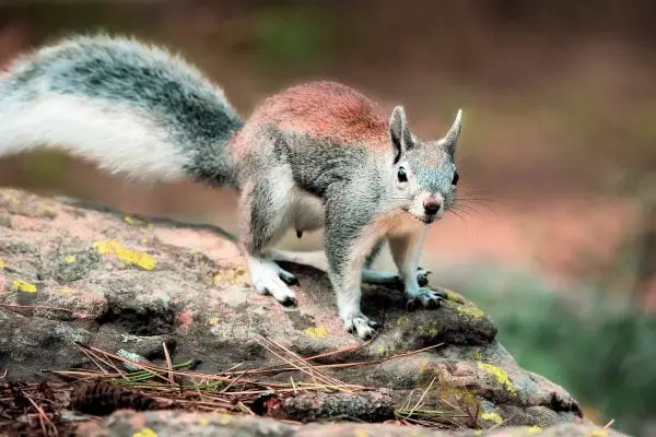 Ardilla » Características, Alimentación, Hábitat, Reproducción ...