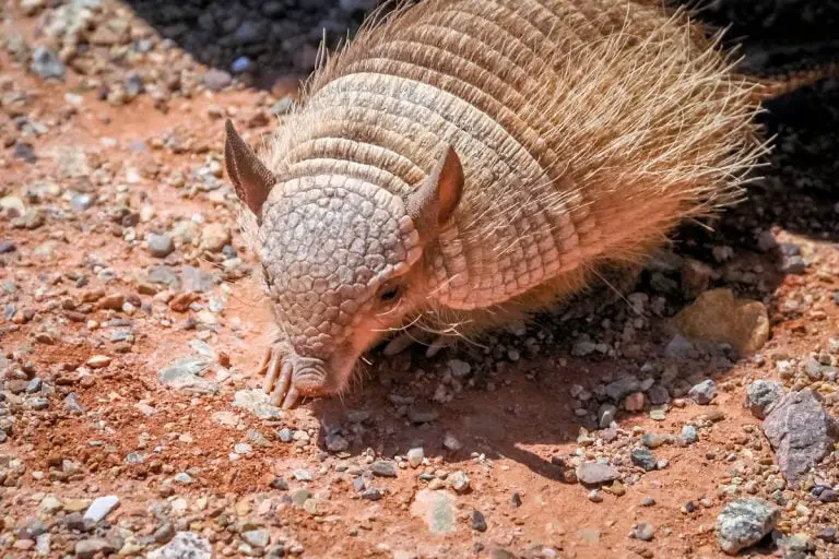 Armadillo » Características, Alimentación, Hábitat, Reproducción ...