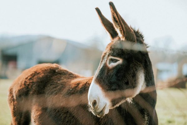 Bucardo » Características, Alimentación, Hábitat, Reproducción ...