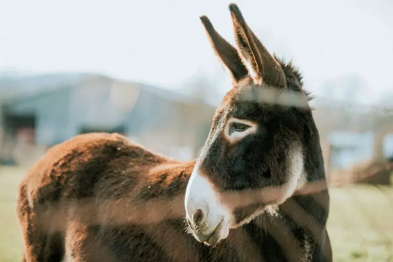 Perro » Características, Alimentación, Hábitat, Reproducción, Depredadores