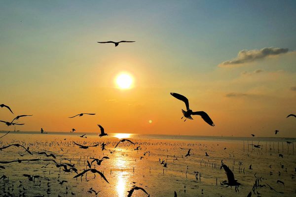 LAS 10 AVES MÁS RARAS » Características, Curiosidades Y Hábitat