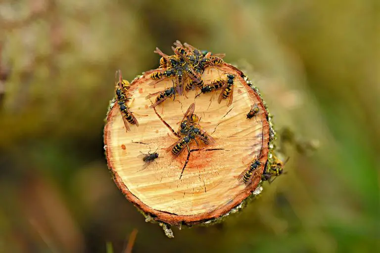 XILÓFAGOS » Animales Herbívoros Que Se Alimentan De Trozos De Madera