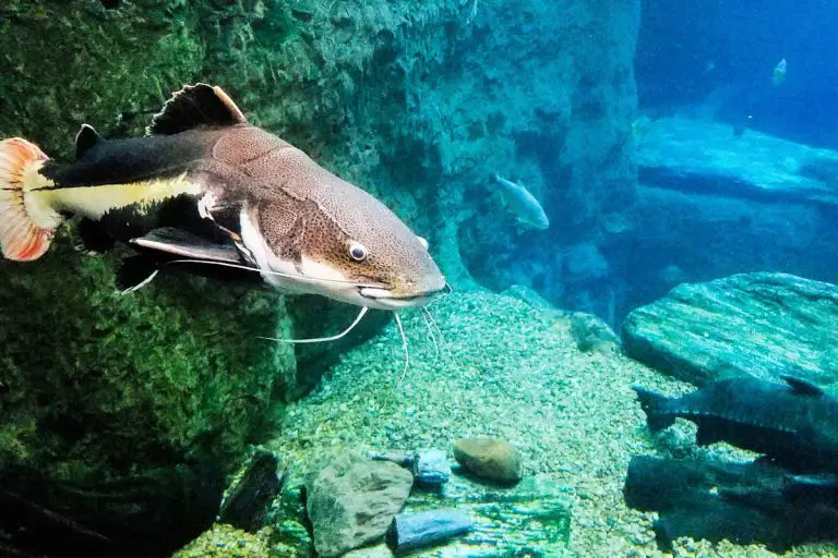 Tiburón Duende » Características, Alimentación, Hábitat, Reproducción ...