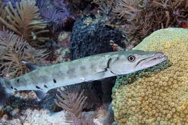 Barracuda » Características, Alimentación, Hábitat, Reproducción ...