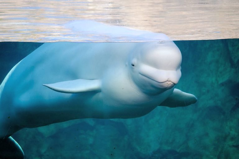 Beluga » Características, Alimentación, Hábitat, Reproducción, Depredadores