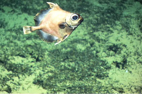 Piraña Roja » Características, Alimentación, Hábitat, Reproducción ...