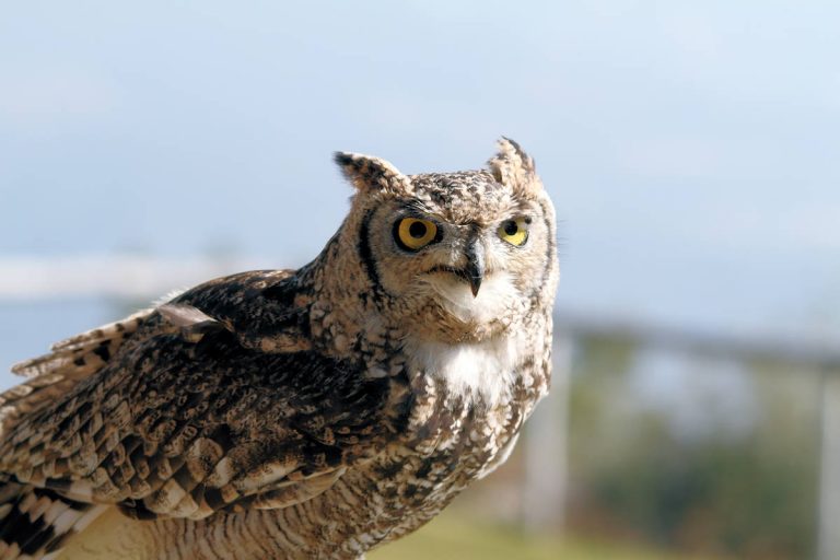 Alca Gigante » Características, Alimentación, Hábitat, Reproducción ...