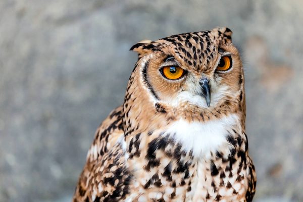 Aves Carnívoras » Características, Alimentación, Hábitat, Reproducción ...