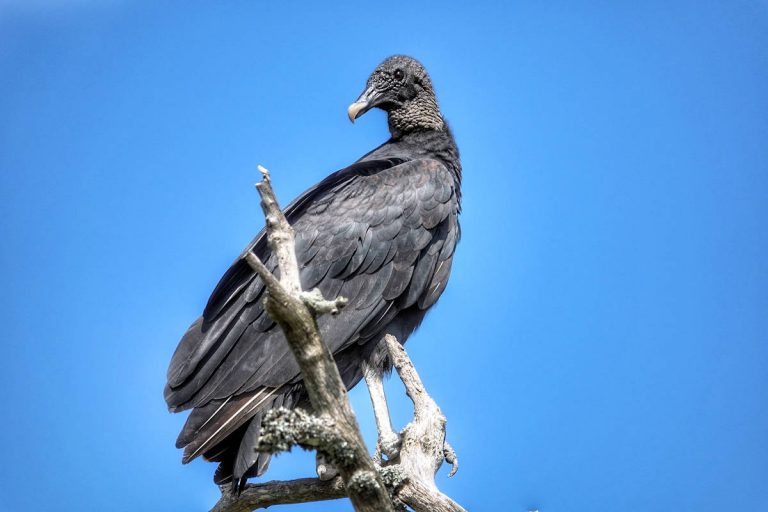 Alca Gigante » Características, Alimentación, Hábitat, Reproducción ...