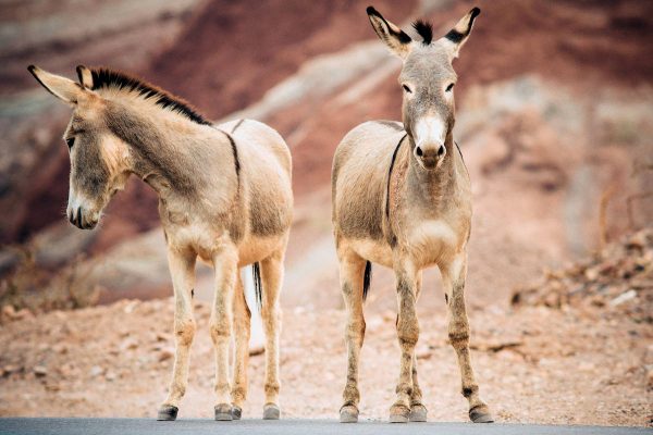 Burro » Características, Alimentación, Hábitat, Reproducción, Depredadores