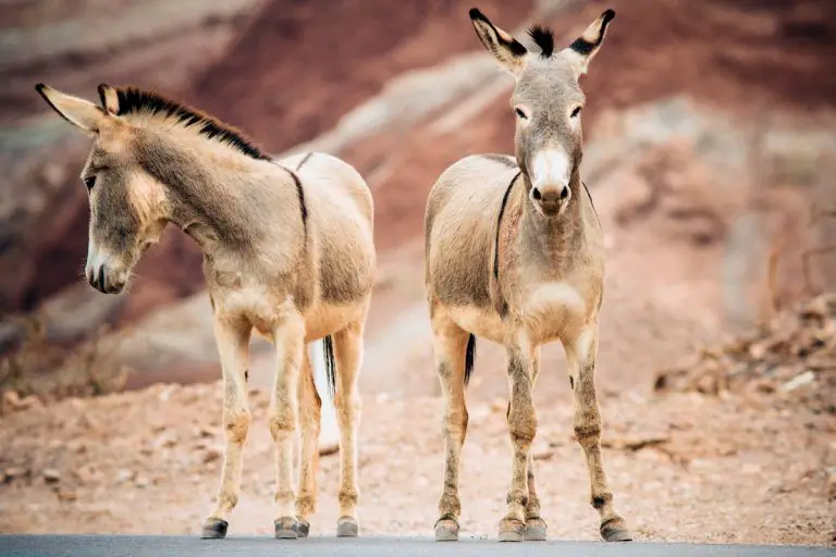 Burro » Características, Alimentación, Hábitat, Reproducción, Depredadores