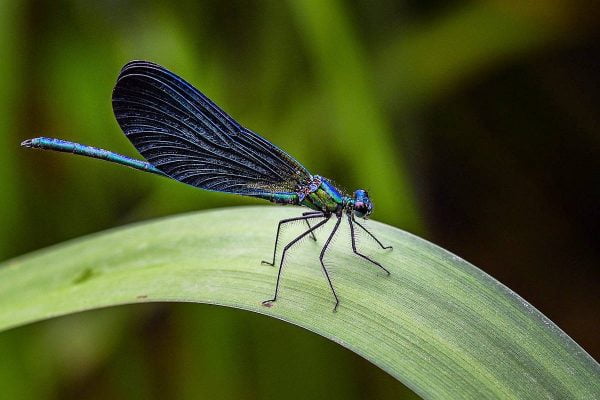 Insectos De La Selva » Características, Alimentación, Hábitat ...