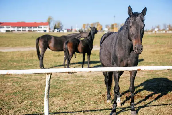 Caballo Características, Alimentación, Hábitat, Reproducción, Depredadores
