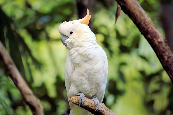 ANIMALES AÉREOS » Significado, Características, Clasificación Y Ejemplos