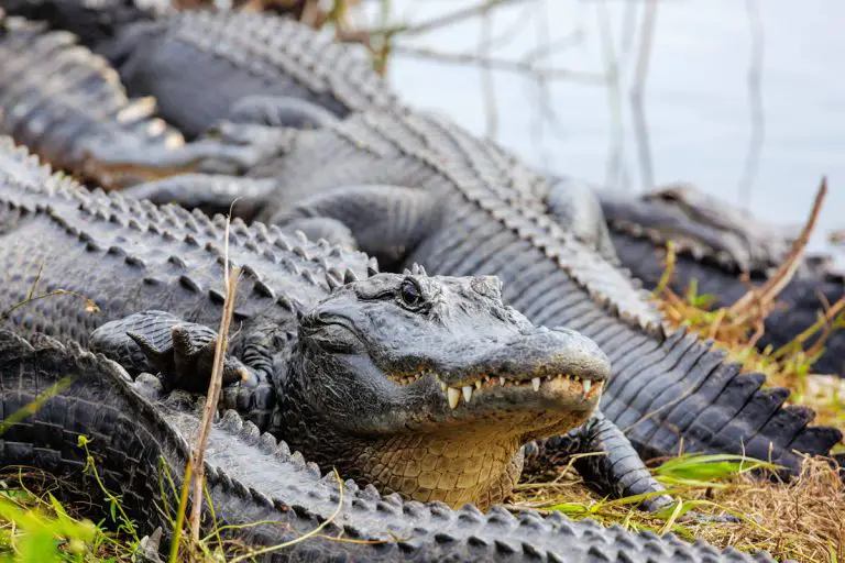 Gavial Del Ganges » Características, Alimentación, Hábitat ...