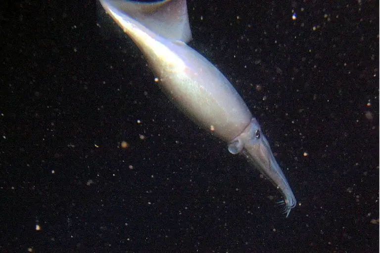 Calamar Gigante » Características, Alimentación, Hábitat, Reproducción ...