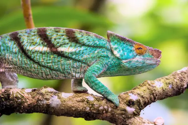 Animales Que Empiezan Por C » Características, Alimentación, Hábitat ...