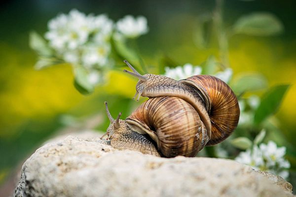 Animales Que Empiezan Por C » Características, Alimentación, Hábitat ...