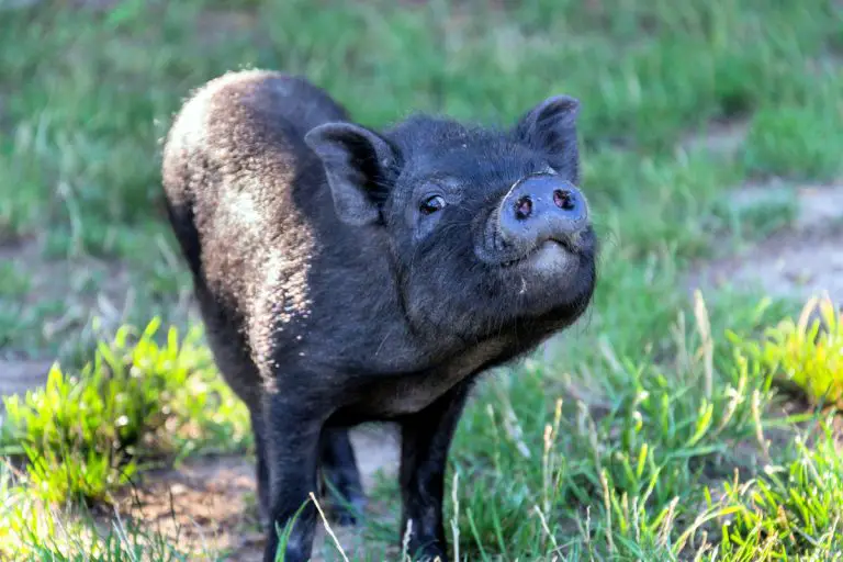 Mapache » Características, Alimentación, Hábitat, Reproducción ...
