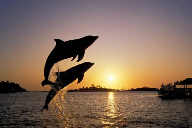 Cetáceos » Características, Alimentación, Hábitat, Reproducción ...