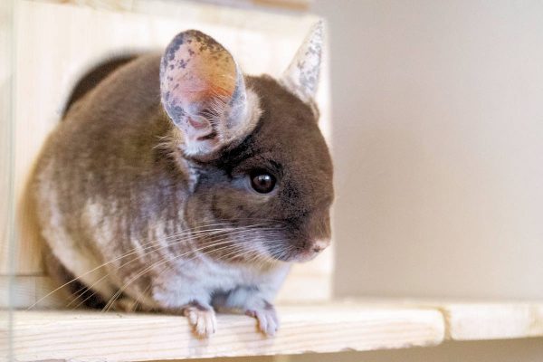 Chinchilla » Características, Alimentación, Hábitat, Reproducción ...
