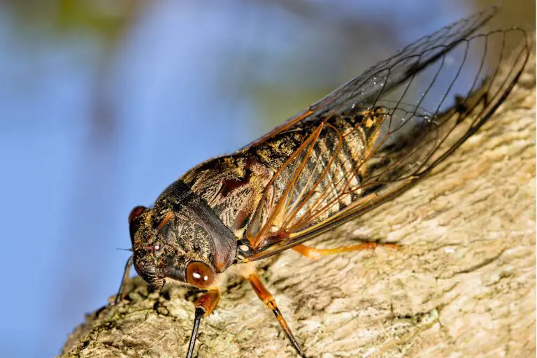 Cigarra » Características, Alimentación, Hábitat, Reproducción ...