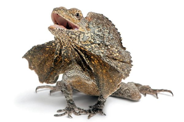 Clamidosaurio De King » Características, Alimentación, Hábitat ...