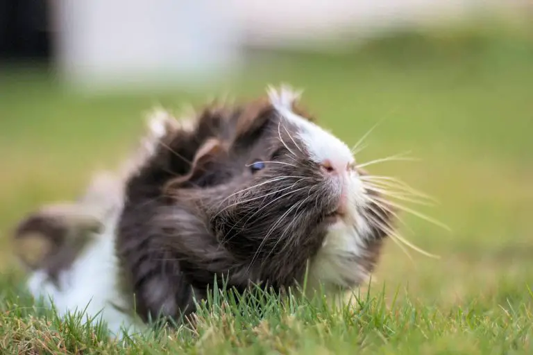 Cobaya » Características, Alimentación, Hábitat, Reproducción, Depredadores