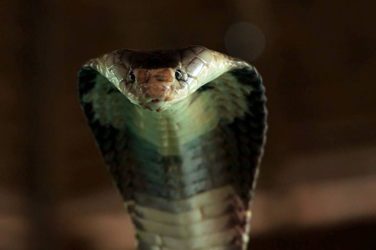 Serpiente Nauyaca » Características, Alimentación, Hábitat ...