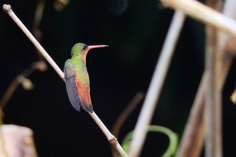 Colibrí Pecho Canela » Características, Alimentación, Hábitat ...