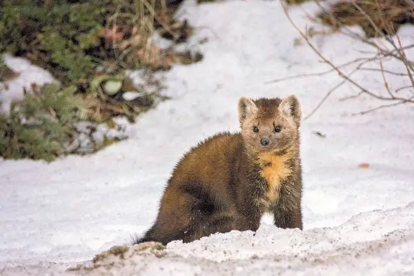 Comadreja » Características, Alimentación, Hábitat, Reproducción ...