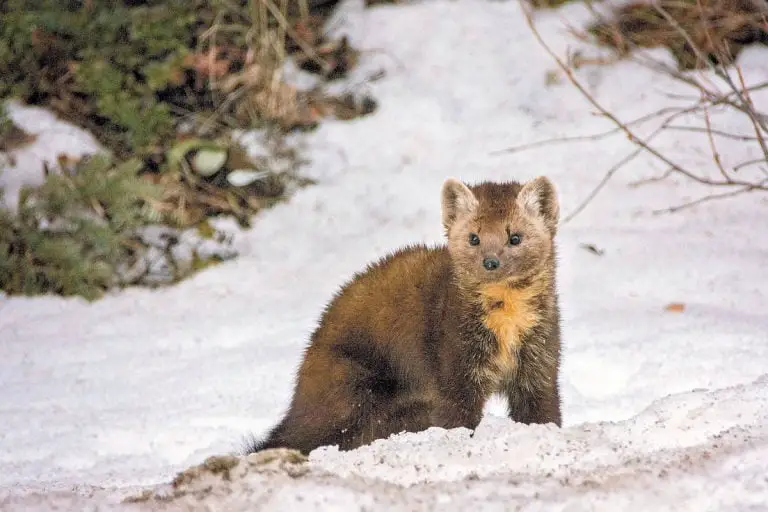 Loris Perezoso » Características, Alimentación, Hábitat, Reproducción ...