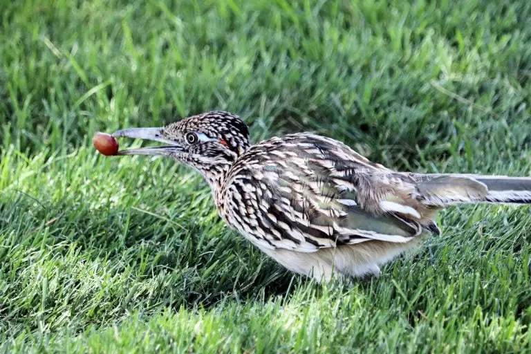 Aves Omnívoras » Características, Alimentación, Hábitat, Reproducción ...