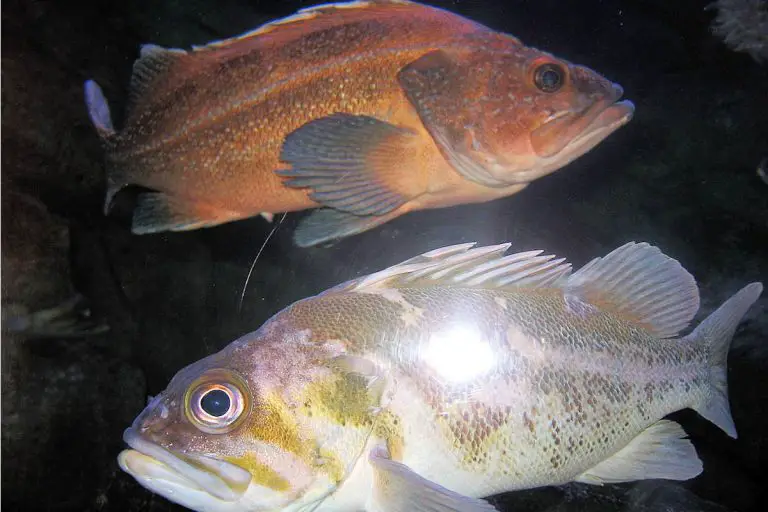 Pez Borrón » Características, Alimentación, Hábitat, Reproducción ...