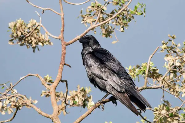 Aves Carnívoras » Características, Alimentación, Hábitat, Reproducción ...