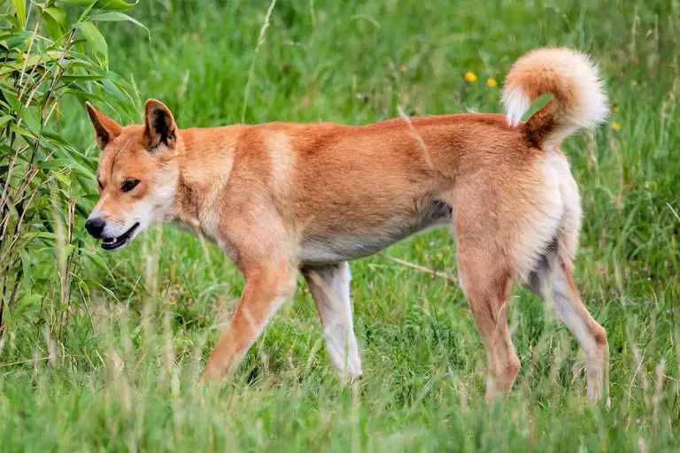 Dingo » Características, Alimentación, Hábitat, Reproducción, Depredadores