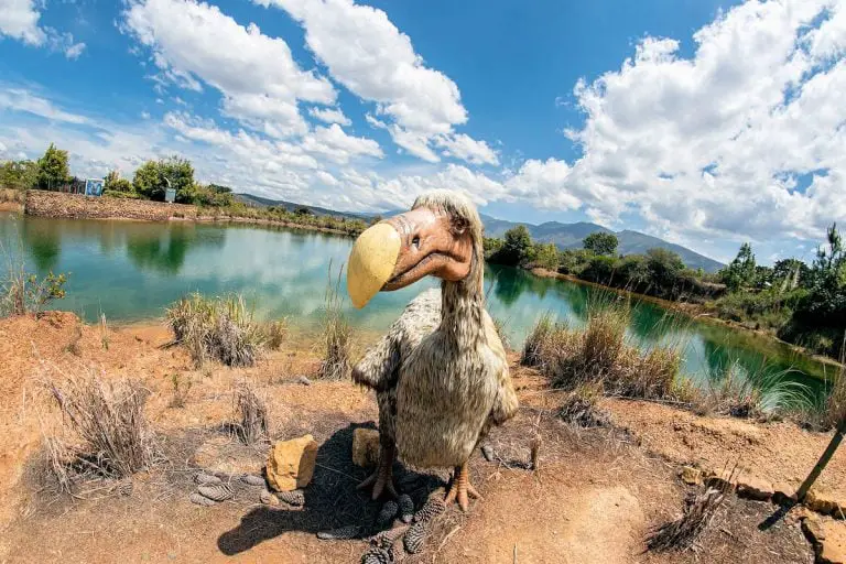 Animales Que Empiezan Por P » Características, Alimentación, Hábitat ...